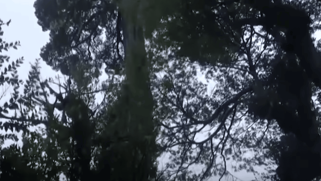 Koje je najstarije stablo na svijetu? - indeks.hr