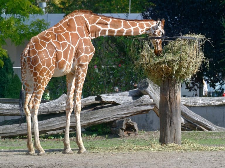 Nježni div zvan žirafa: 12 fascinantnih činjenica - indeks.hr