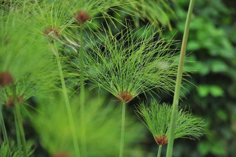 Što je papirus? 10 top otkrića pisanih na drevnom materijalu